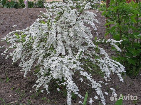Спирея. Многолетние кустарники купить в Волжском | Товары для дома и ...