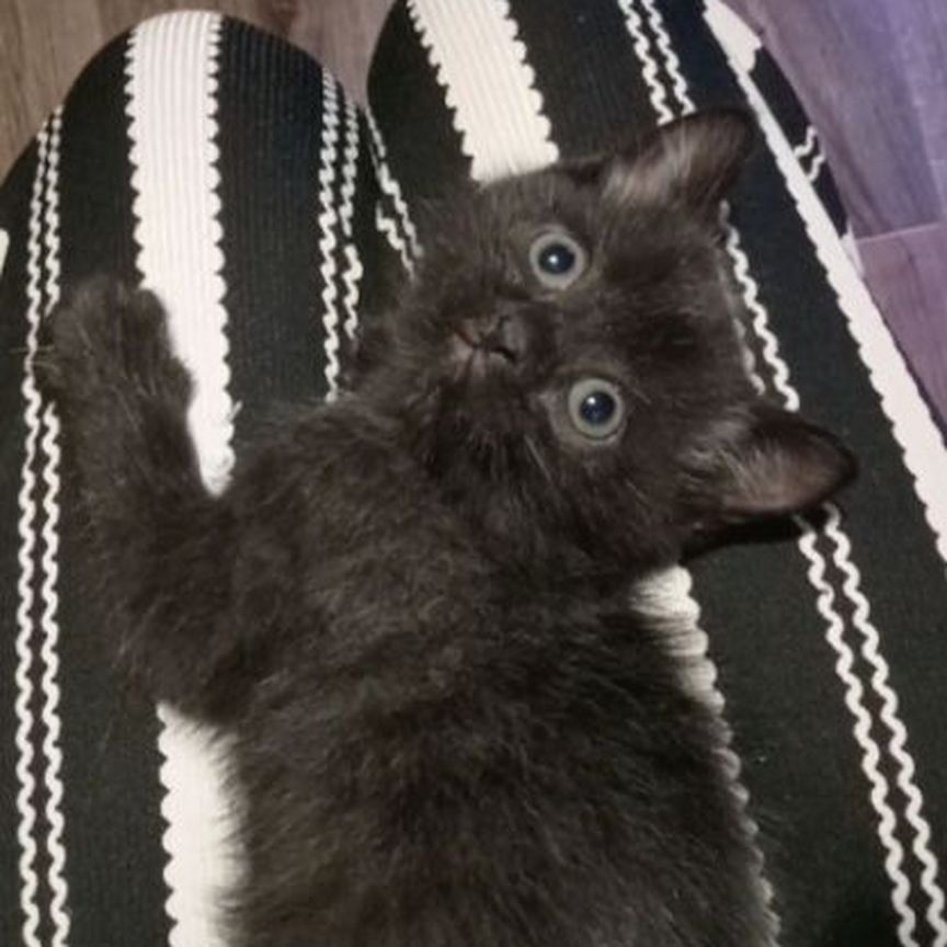 Котенок
