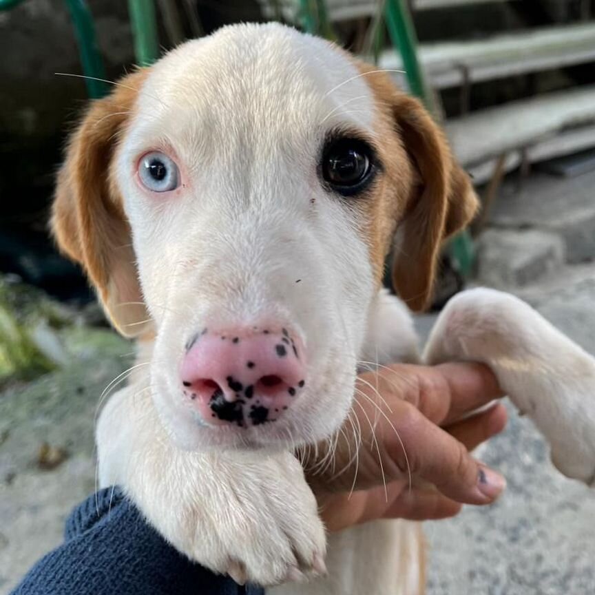 Щенок в добрые руки