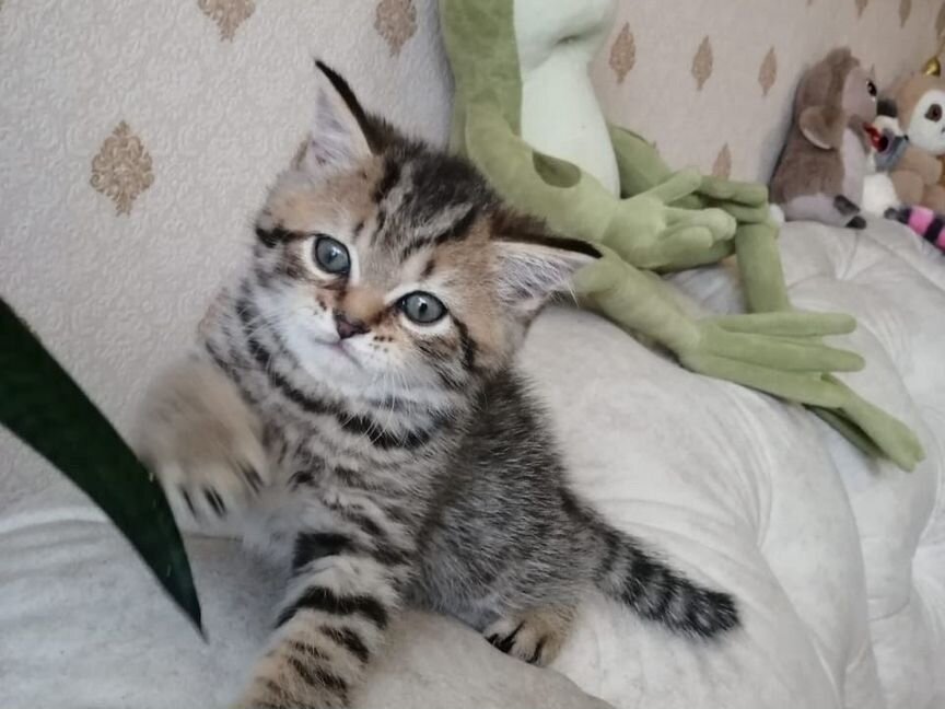 Шотландская