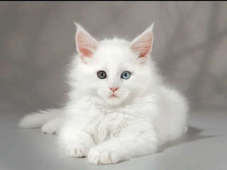 Котята мейн-кун