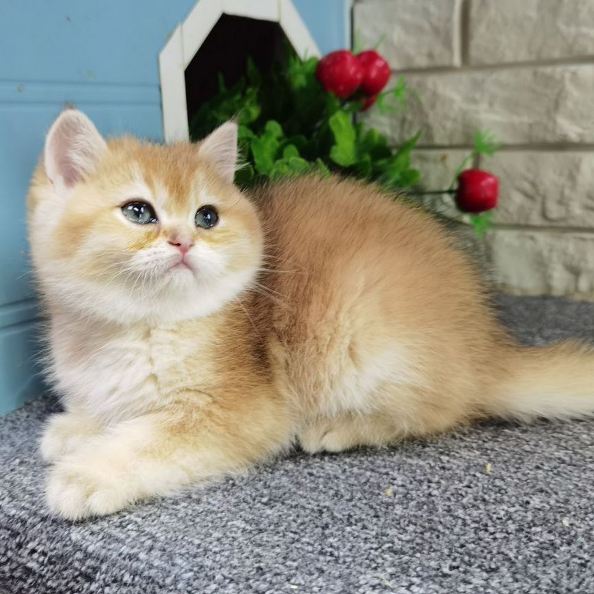 Британский котенок