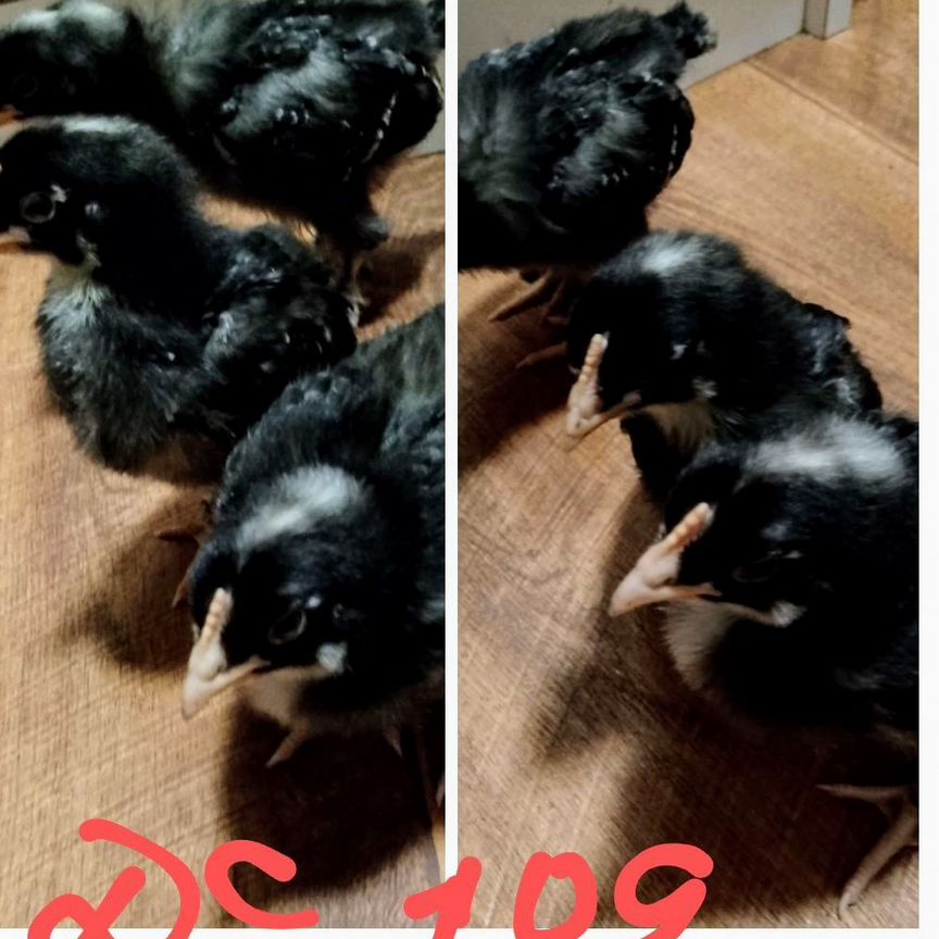 Доминант дс 109 петушки