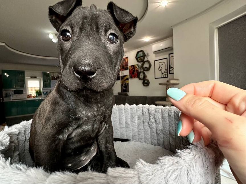 Щенок в добрые руки бесплатно