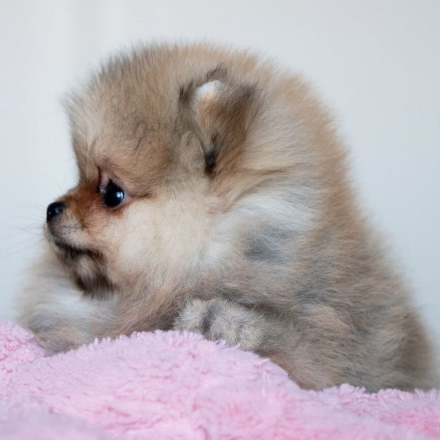 Померанский шпиц, щенок