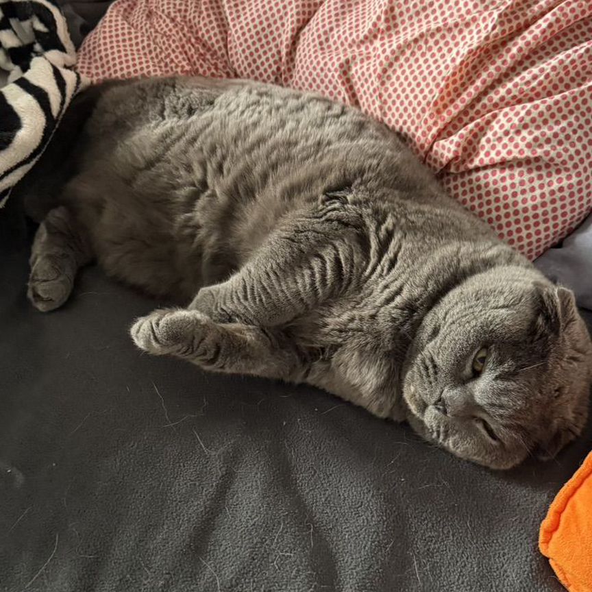 Шотландская вислоухая короткошёрстная, взрослая кошка