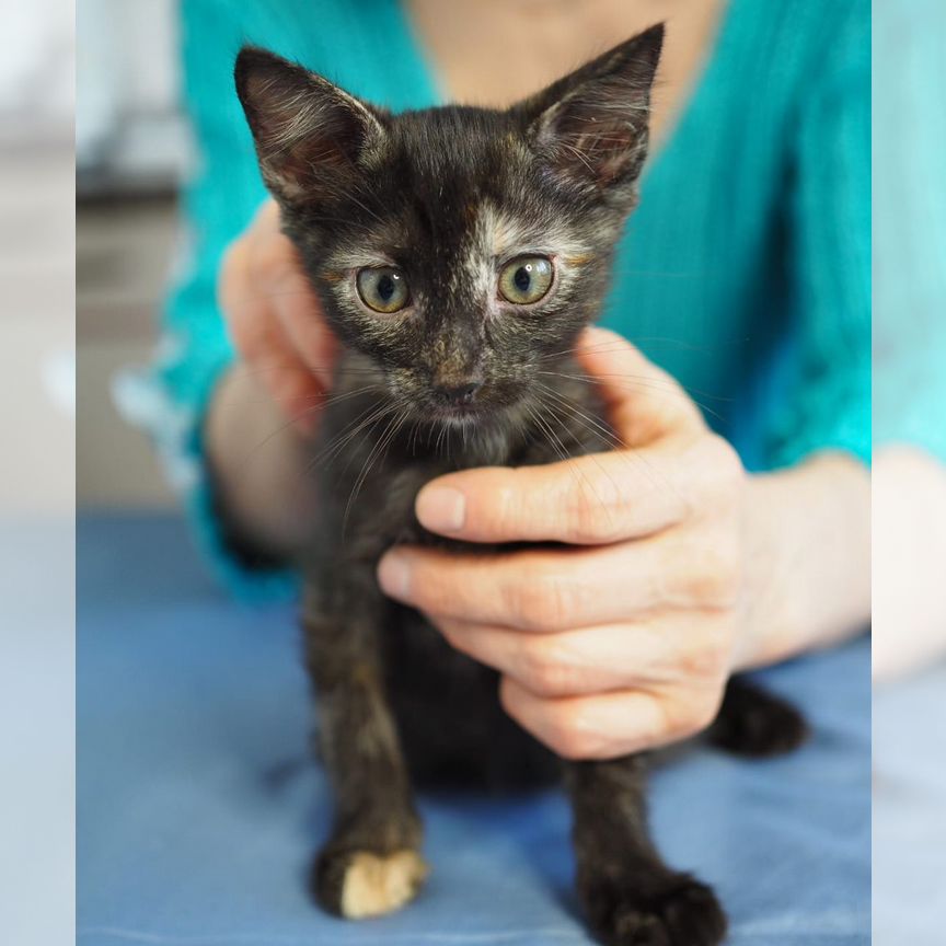 Котята трёхцветки черепаховые. В дар