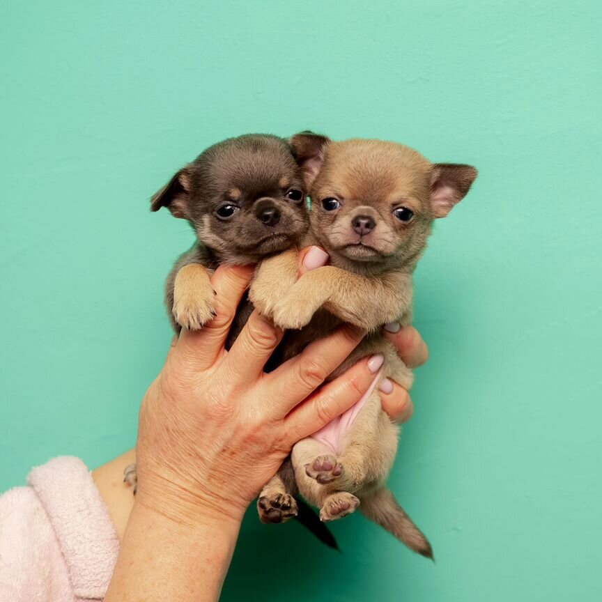 Чихуахуа мини девочка