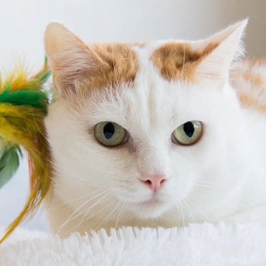 Котик Славик)