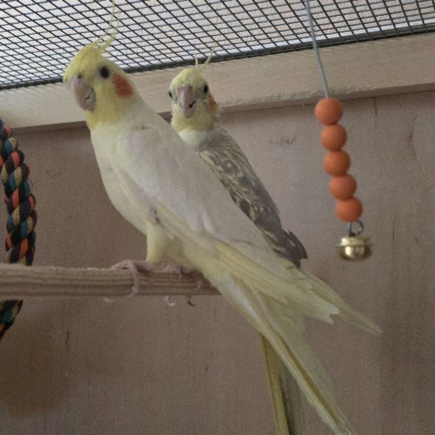 Попугай корелла