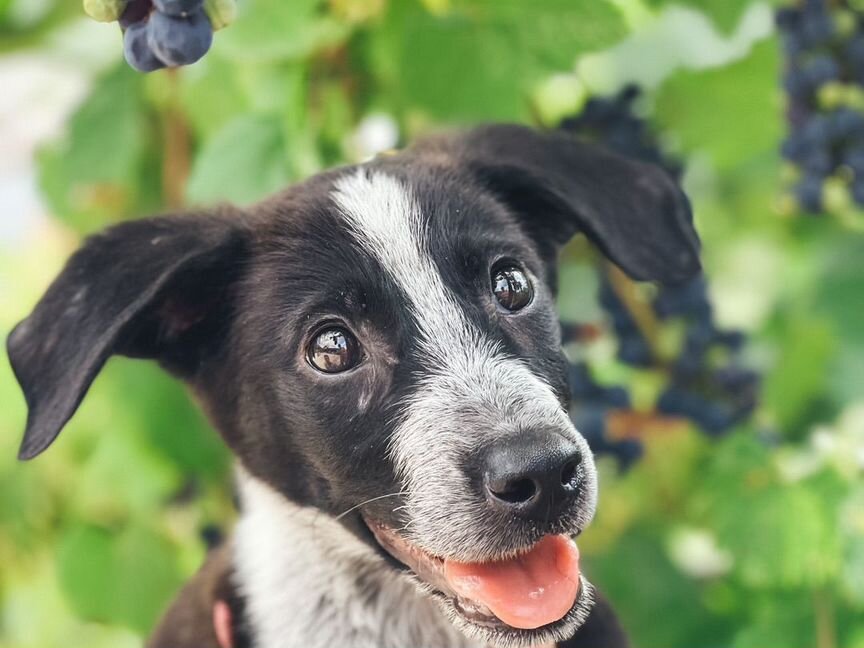 Рекс ищет дом