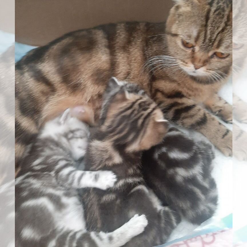 Шотландские котята
