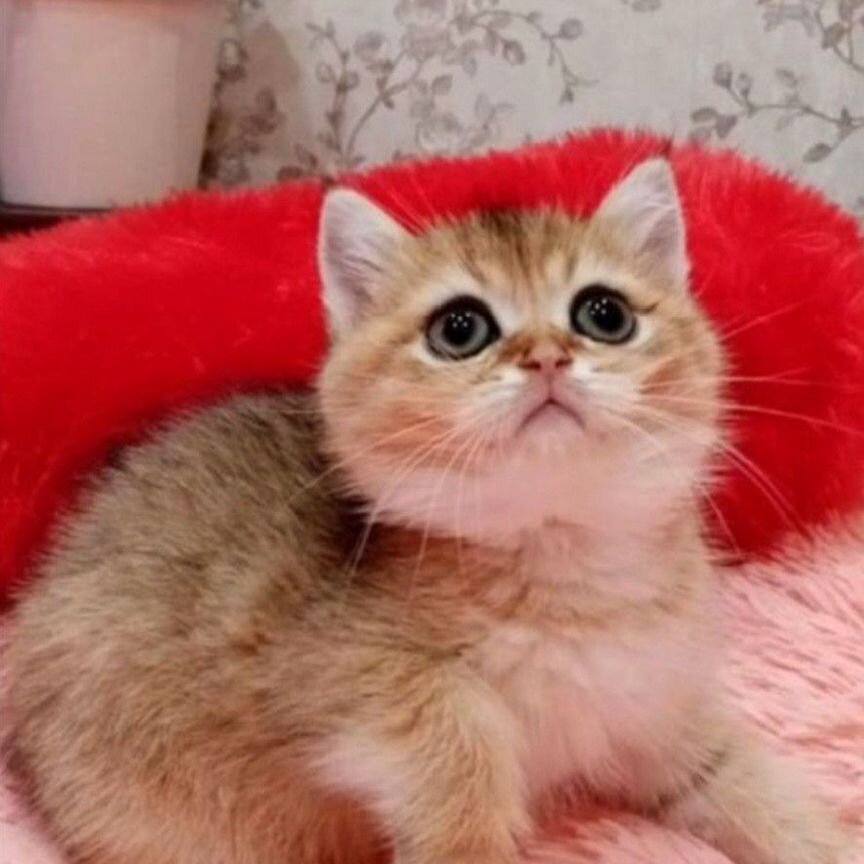 Шотландские золотые очаровашки