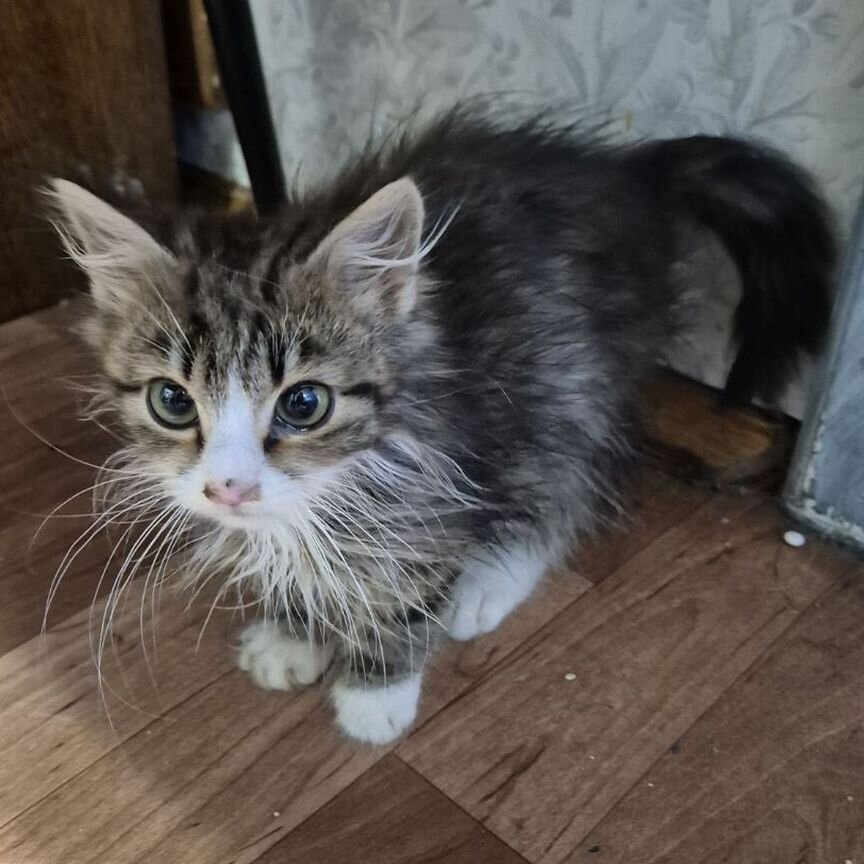 Мейн-кун котёнок