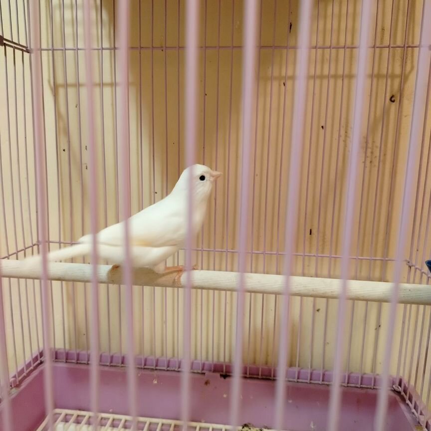 Кенара и канарейки