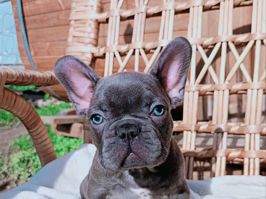 Девочка мечта французский бульдог