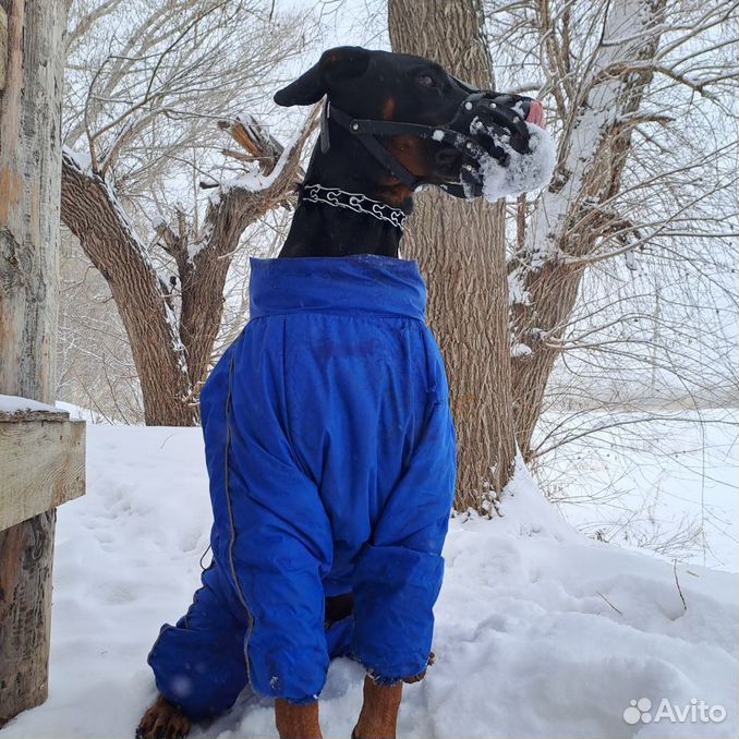 Доберман ищет подругу