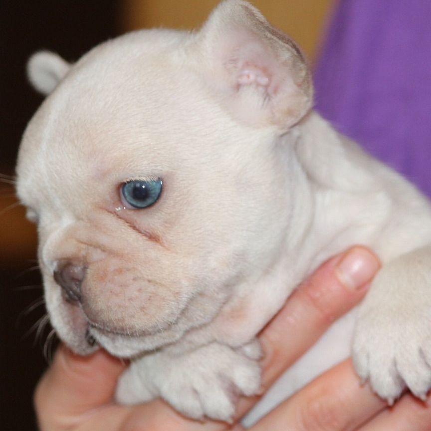 Французский бульдог, щенок