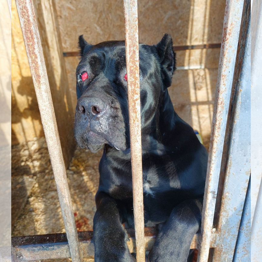 Кане-корсо, взрослая собака