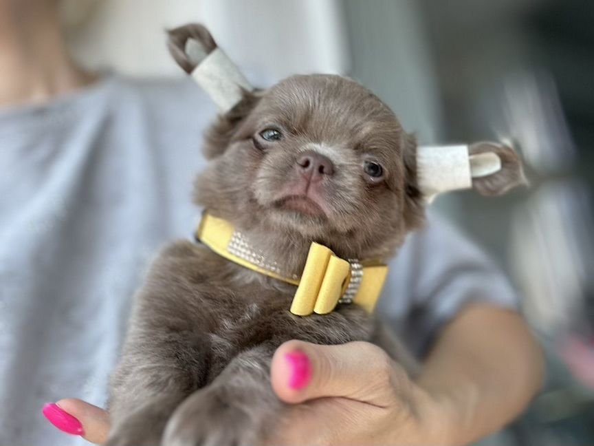 Лиловые детки