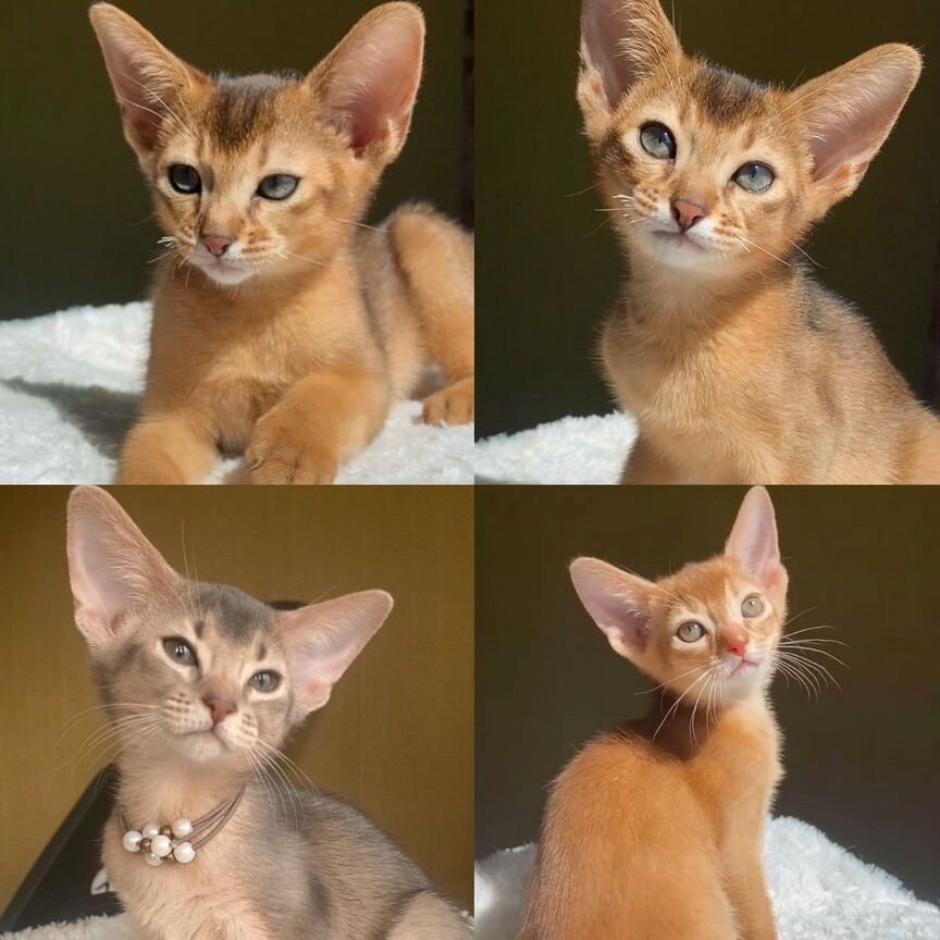 Абиссинские котята