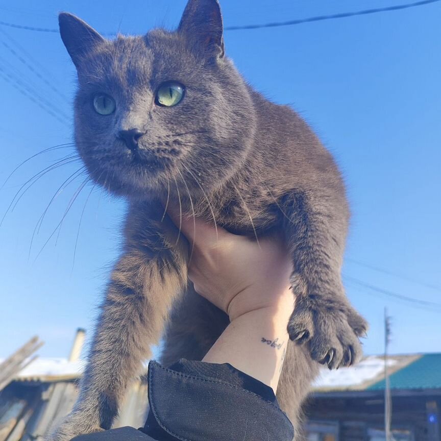 Котик в добрые руки