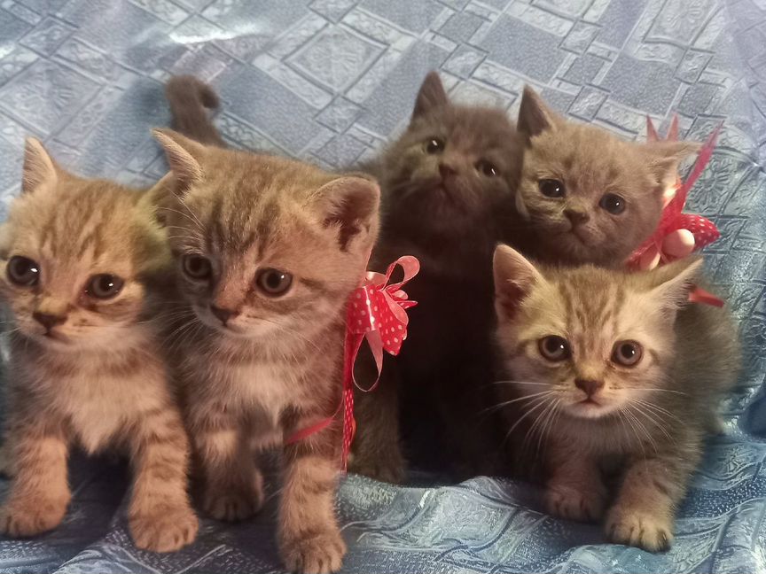 Британские котята