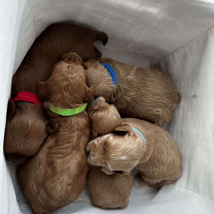 Мальтипу мини микро