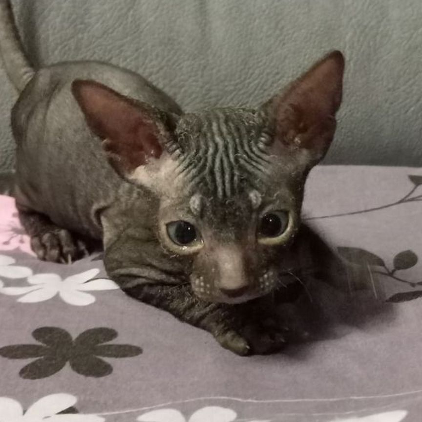 Котята сфинкс