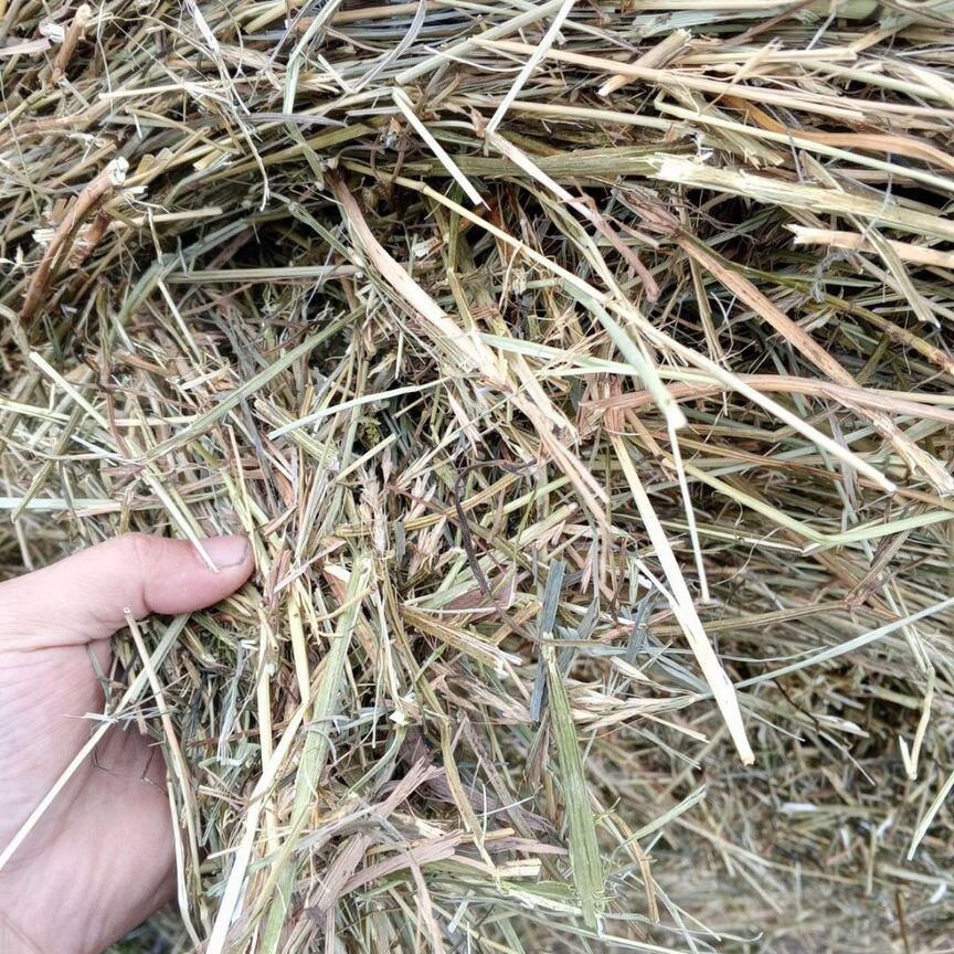 Сено в тюках