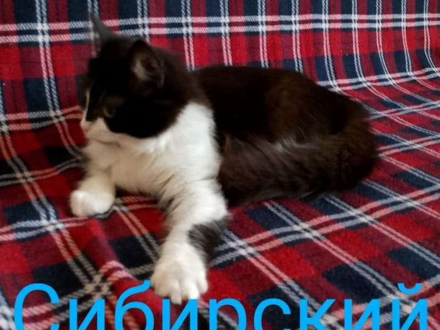 Сибирский котенок из Сибири