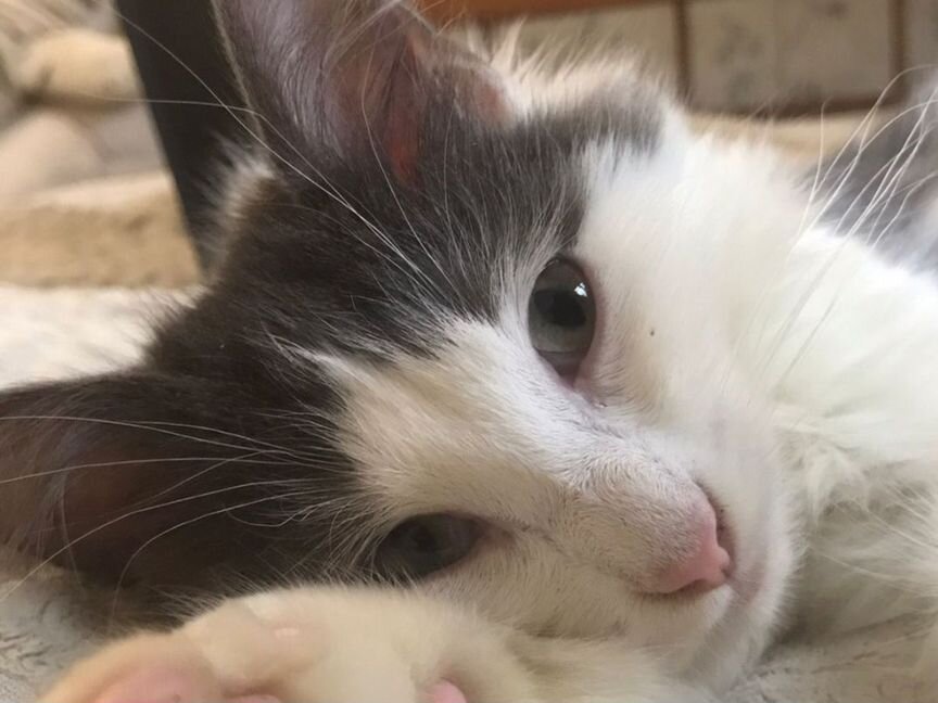Котенок мальчик 4 месяца