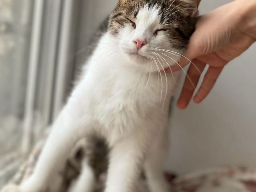 Самый красивый котик на свете
