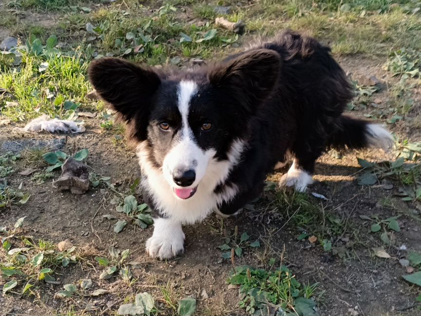 Вельш-корги кардиган пацан