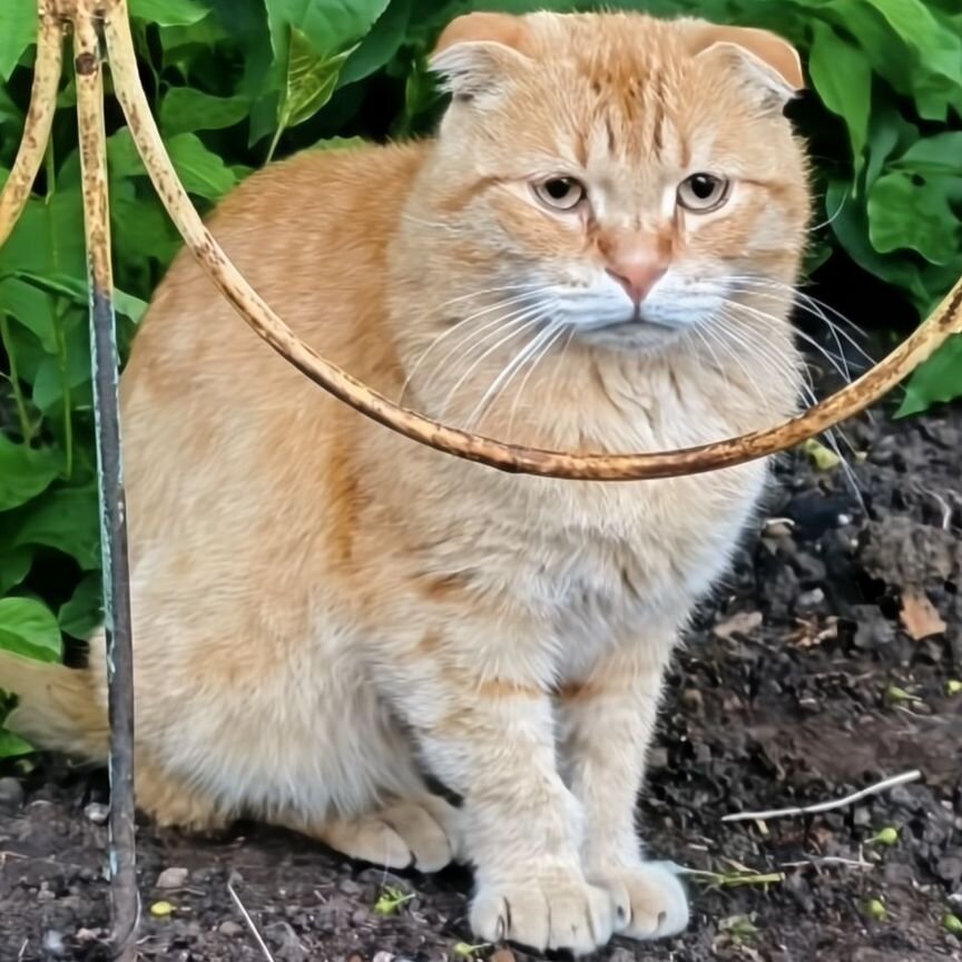 Шотландский вислоухий короткошёрстный, взрослый кот