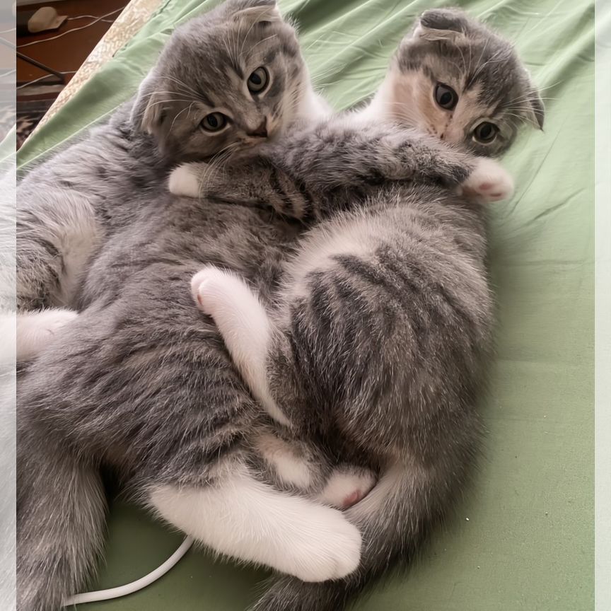 Помесь Шотландская вислоухая кошка