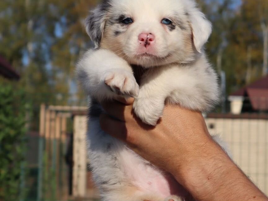 Аусси мраморная девочка
