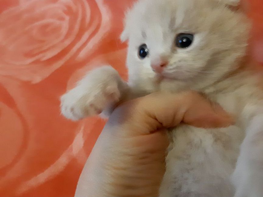 Шотландский котик