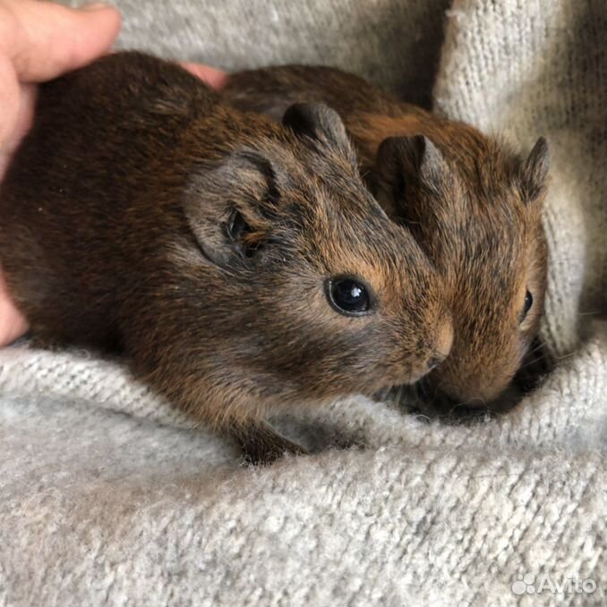 Морские свинки.1 мес мальчики