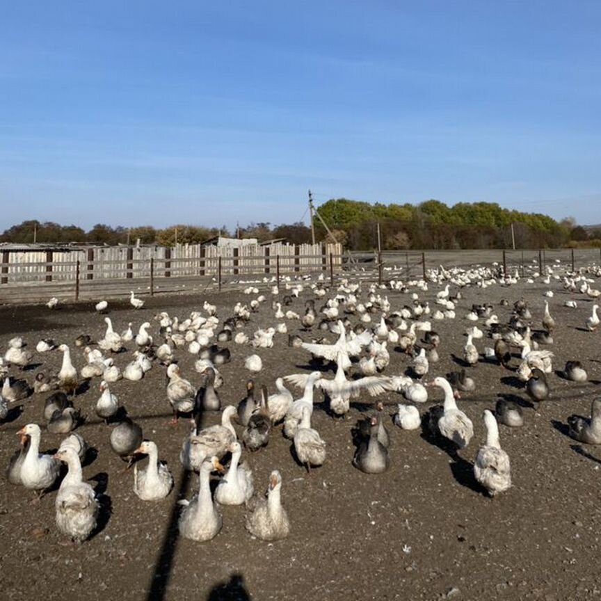 Гуси на забой, возрастом 3 года, цена за голову