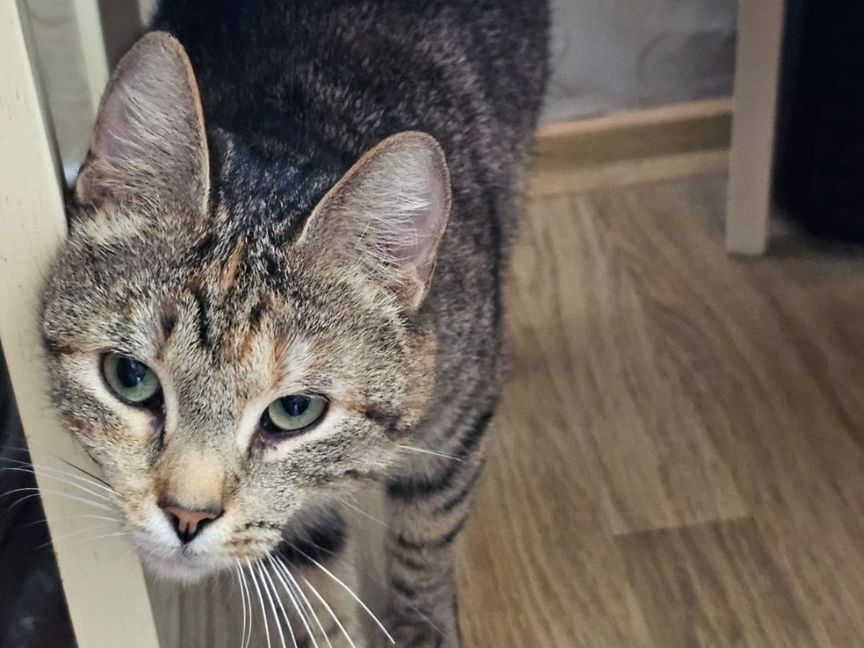 Кошка Люся ищет дом