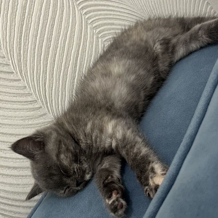 Британский длинношёрстный котёнок