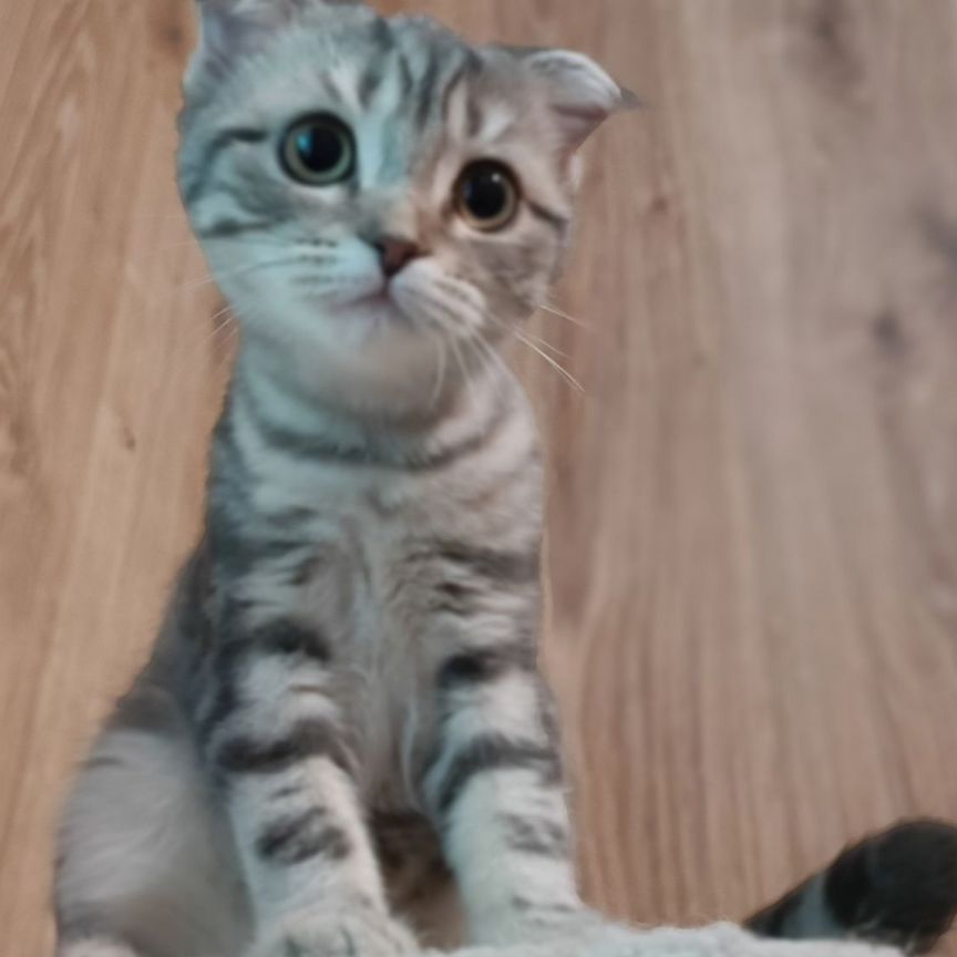 Шотландская вислоухая кошечка, бесплатно