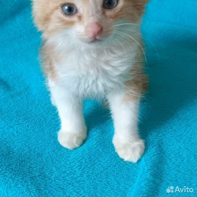 Отдам чудесных котят пушистые и ласковые