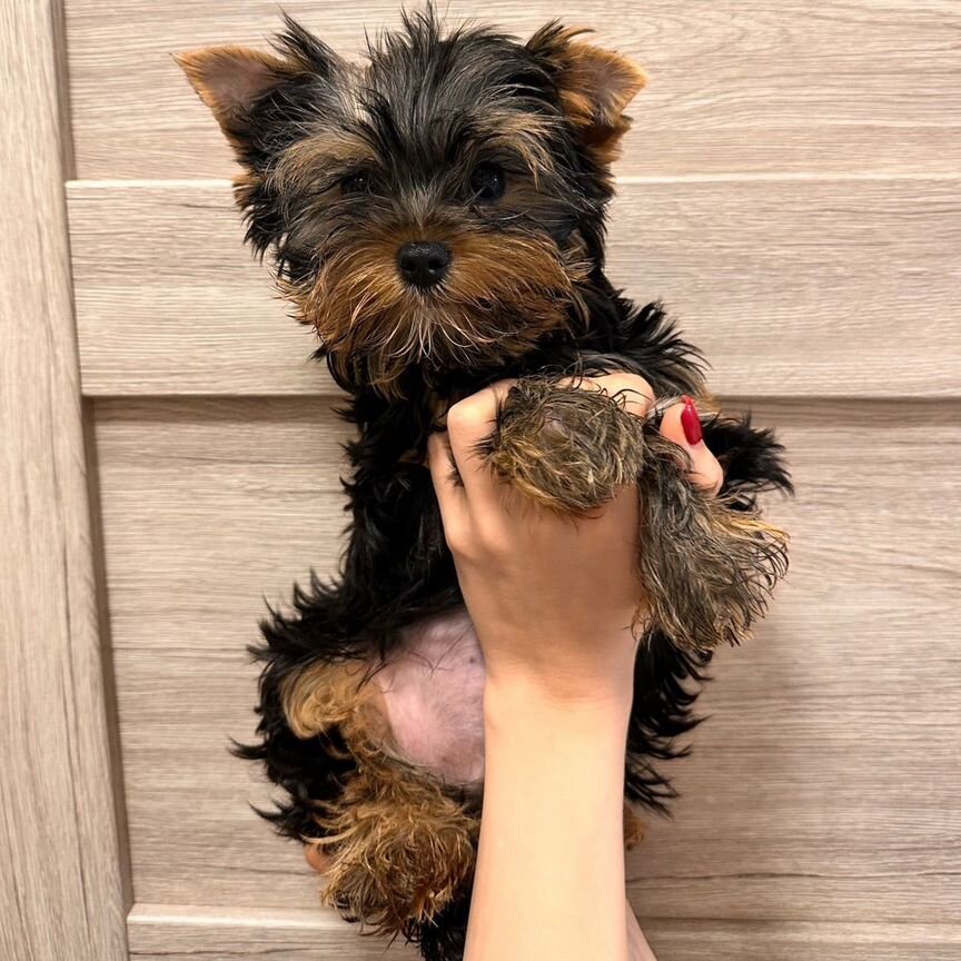 Йоркширский терьер, щенок