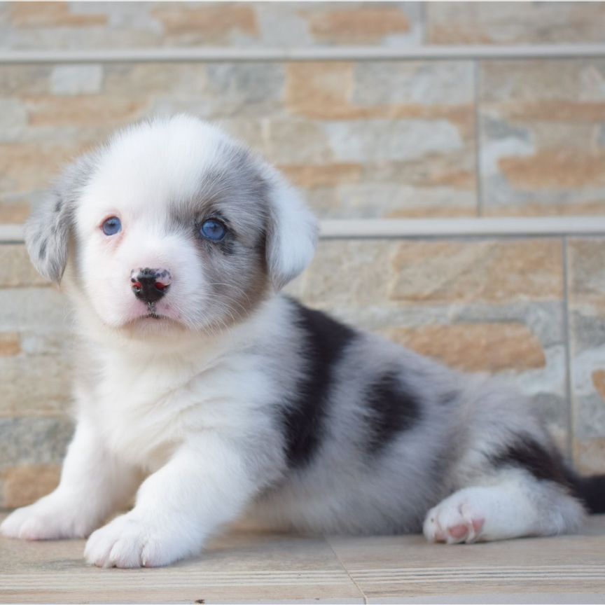 Мраморный коржик с голубыми глазами