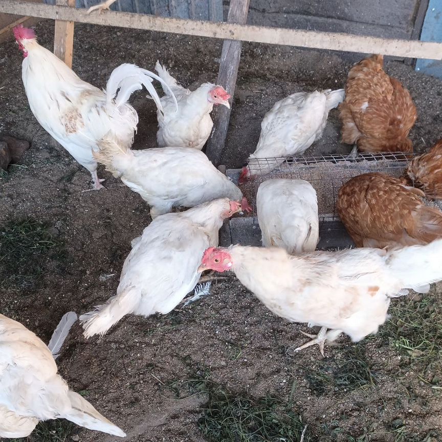 Продам Куры несушки