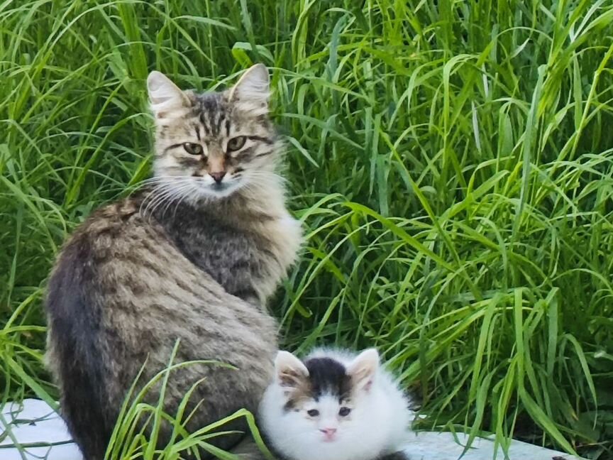 Котёнок в добрые руки