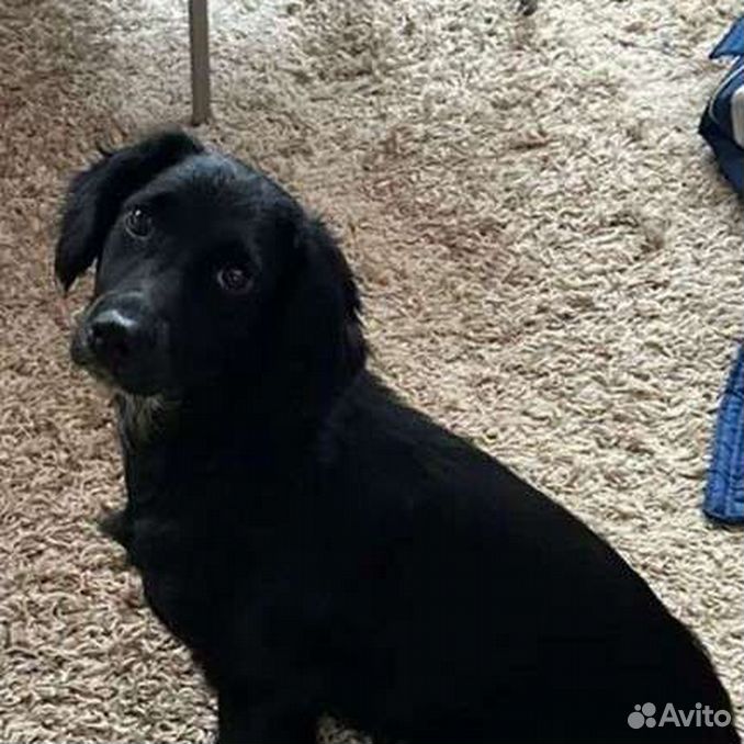 Спаниелька в добрые руки отдам бесплатно