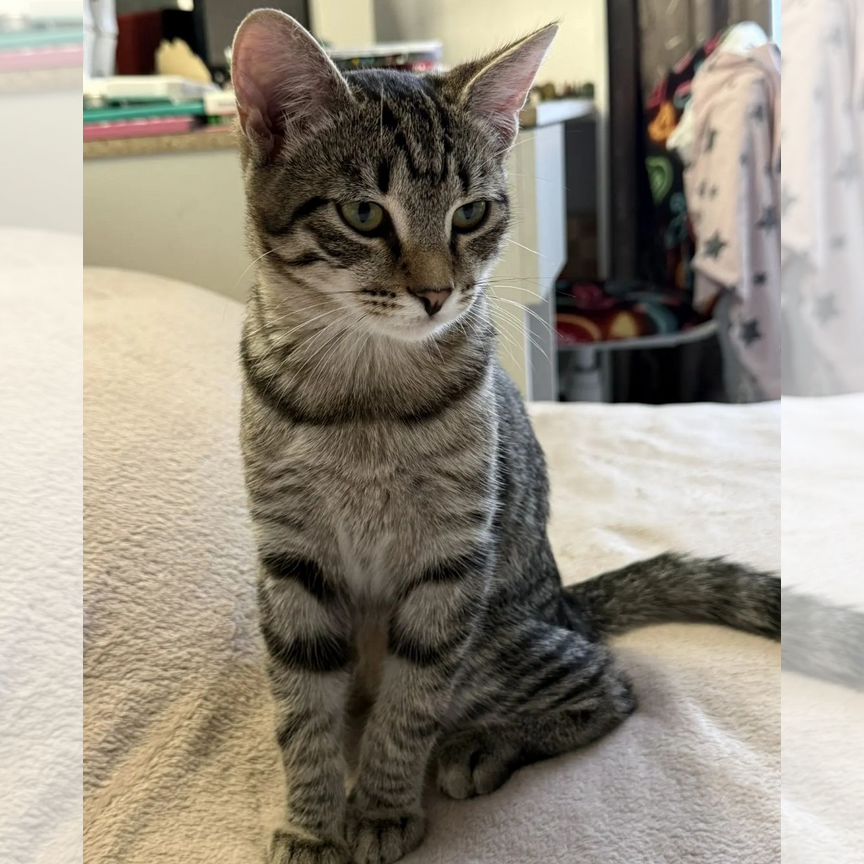 Котёнок в добрые руки